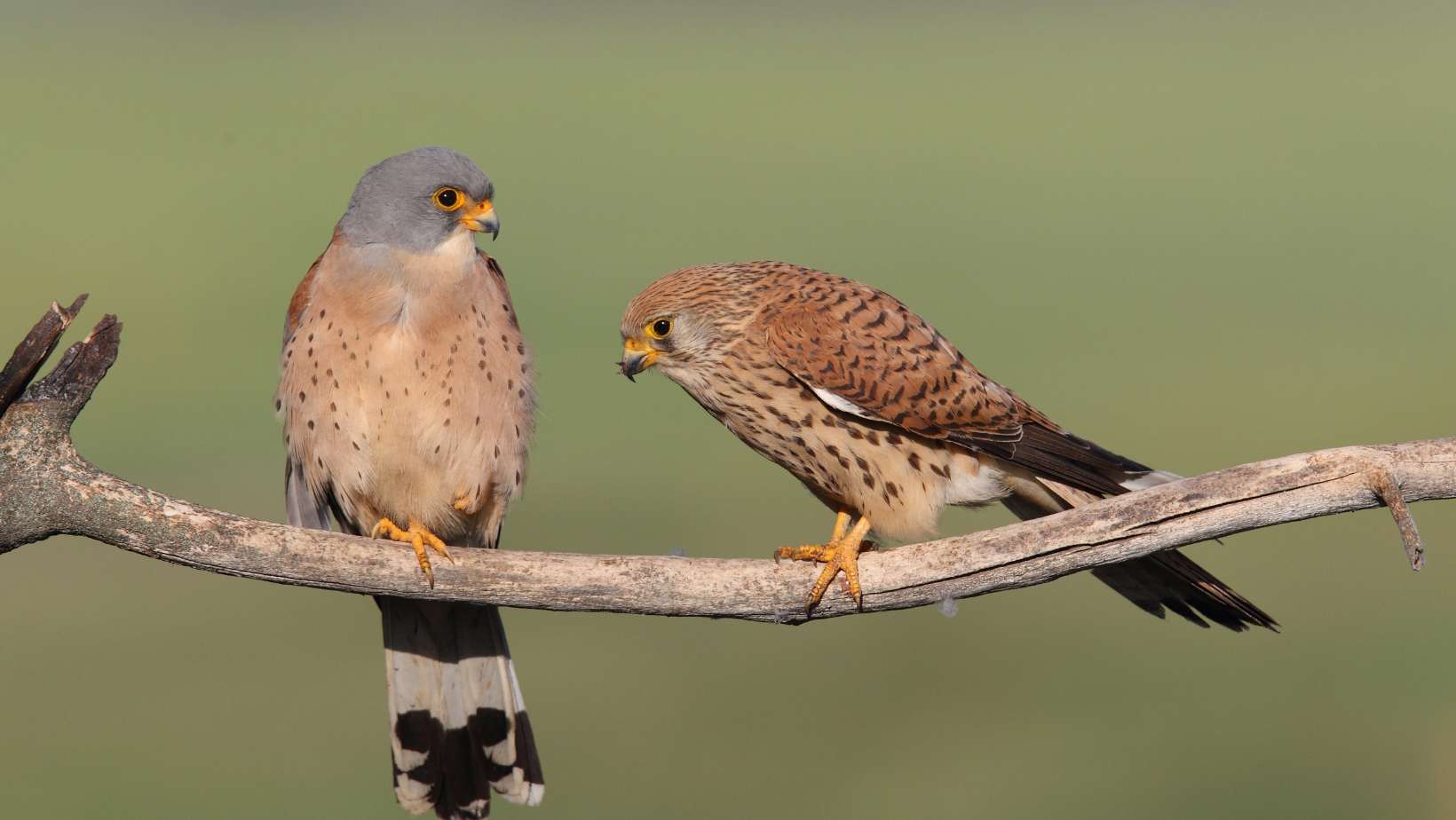 LIFE FALKON - Alda Europe